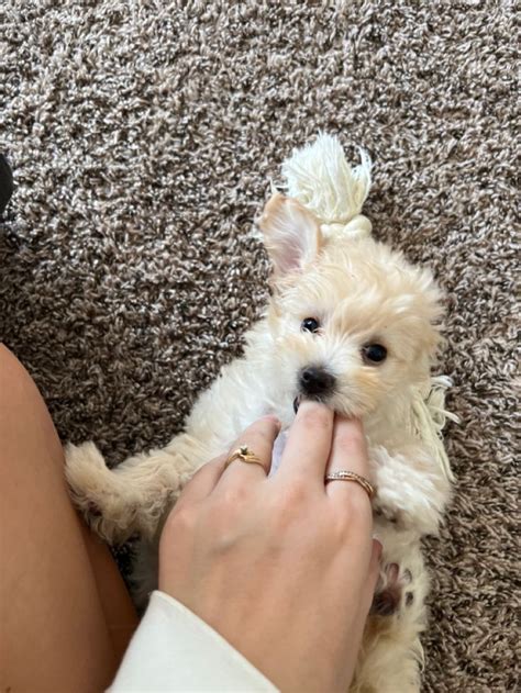 doggy🐶 | Doggy, Animals, Dogs