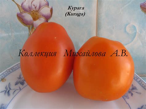 Курага