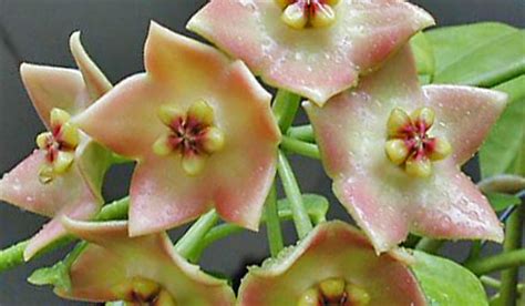 Hoya ariadna
