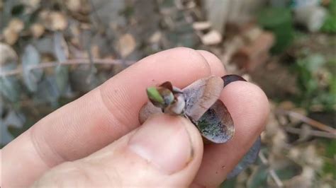 Эвкалипт припудренный (Eucalyptus pulverulenta) после зимы -14 с ...