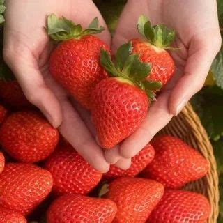 Клубника Клеопатра: описание и характеристики сорта садовой земляники ...
