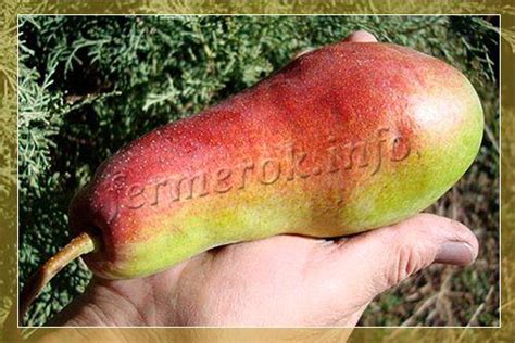 Груша Талгарская красавица: описание сорта и фото