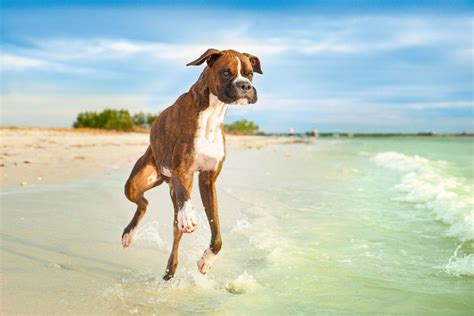 Even Florida Dog can't escape the Florida Man headlines – Film Daily