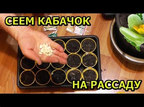 Кабачки: выращивание, посадка и уход в открытом грунте