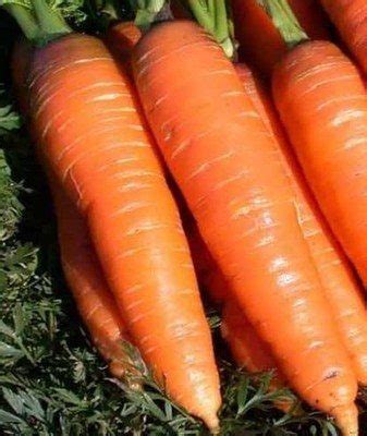 Морковь Королева осени: описание, посадка, уход