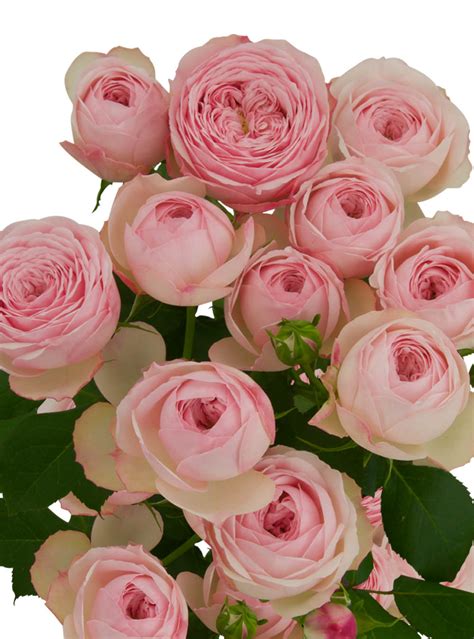 Mansfield Pink Park® | Jan Spek Rozen