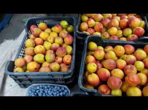 Абрикос Память Шевчука урожай и голубики - YouTube