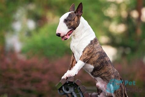 Бультерьер (буль, английский бультерьер) 🐶 — описание, фото, характер и ...