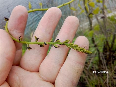Всё о бегониях и не только...: Диоскорея ниппонская (Dioscorea ...