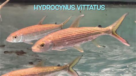 Hydrocynus vittatus - YouTube