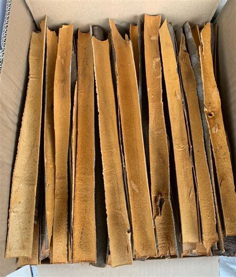 Cinnamomum Split Cassia at Rs 300/kg | Cassia Bark in New Delhi | ID ...
