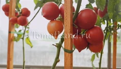 Томат Пикадор: описание и характеристика, ОТЗЫВЫ, фото | tomatland.ru