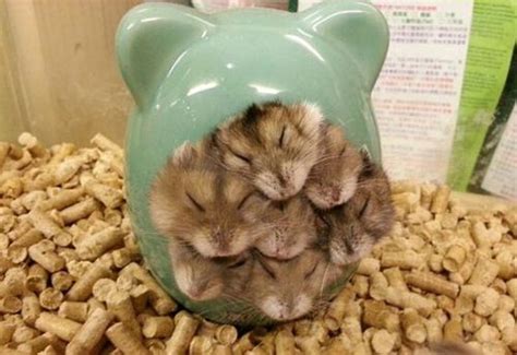 Cute hamsters, Cute animals, Cute baby animals