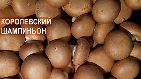 Королевский гриб. Королевский шампиньон. Грибная ферма Дон Шампиньон ...