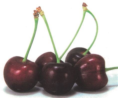 CHERRY Lapins