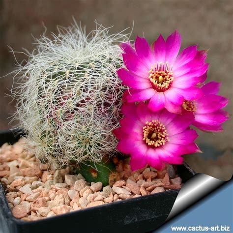 Sulcorebutia hertusii | Cactus flower, Blooming cactus, Cacti and ...