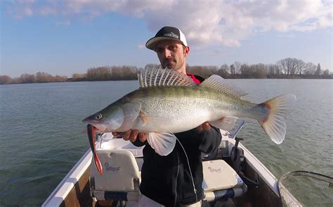 Zander 70cm | Alpside Fishing
