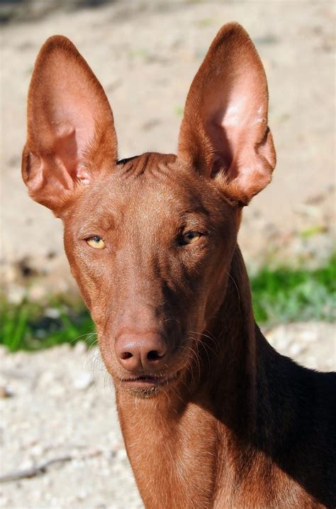 DogMem. Портал для заводчиков и владельцев собак.