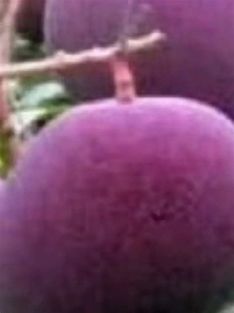 World's most expensive mango costs over Rs 2.5 lakh per kg | Times of India
