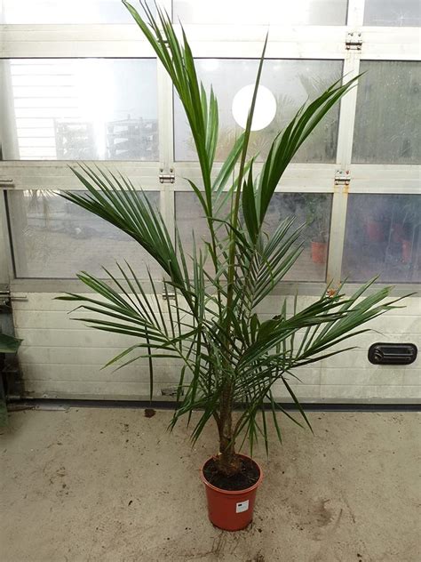 Ölpalme 180/200 cm - Elaeis guineensis - Tico Palm - Zimmerpalme ...