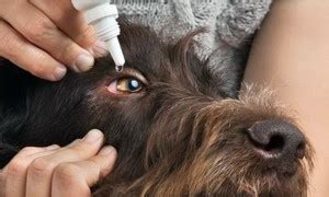 Конъюнктивит у собак – лечение воспаления глаза