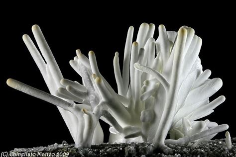 Mineralatlas Lexikon - Aragonit