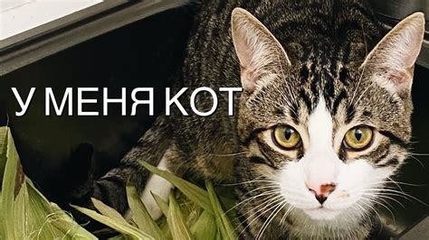 Приютили Котёнка. Мошенники, Как Назвать Кота и Первые Дни Дома - YouTube