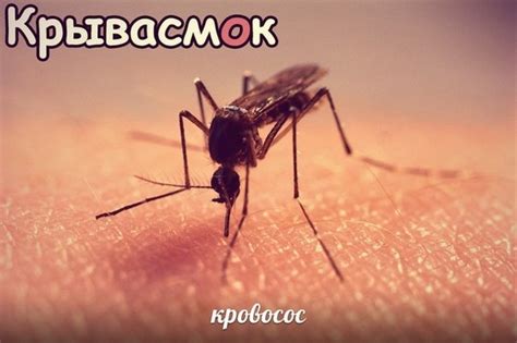 34 белорусских слов которых вы не знаете. Я