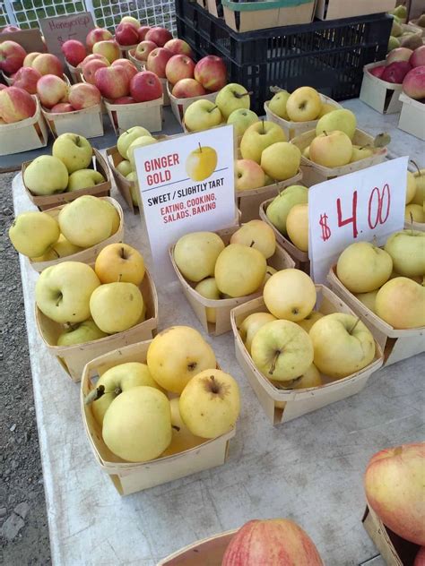Ginger Gold Apples - Eat Like No One Else