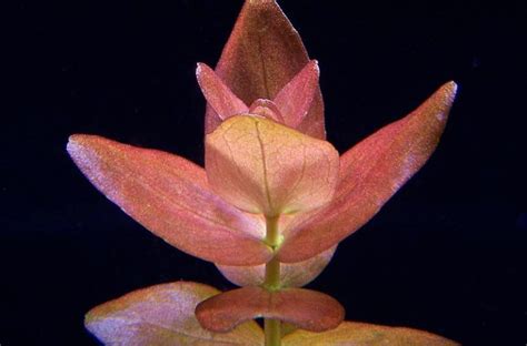 Бакопа Колората (Bacopa sp. «Colorata»)