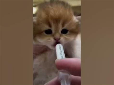 Милый. котик. Тренд. ☺☺☺☺ - YouTube