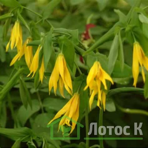 Увулярия крупноцветковая (Uvularia grandiflora)