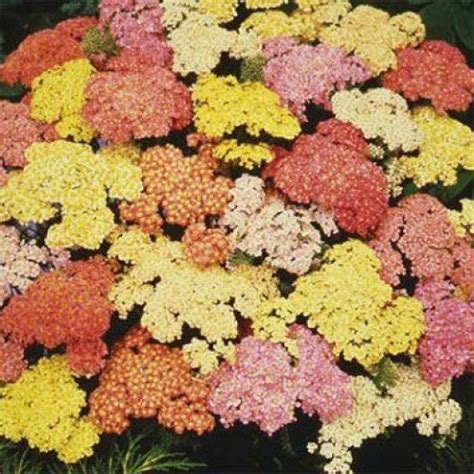 Тысячелистник Summer Pastels /1 шт/