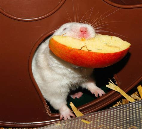 Kleintierratgeber: Mein erster Hamster | markt.de