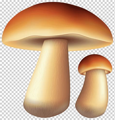 Гриб съедобный Устричный гриб Грибок Pleurotus eryngii, гриб, Осина ...