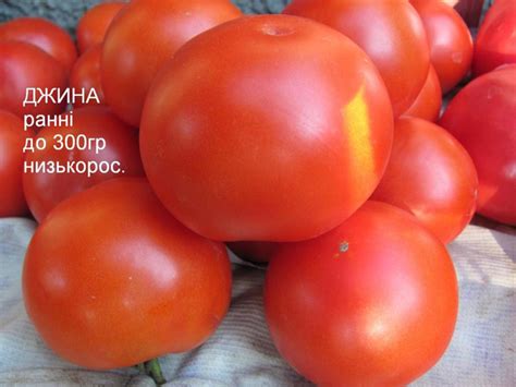 Томат Джина — характеристика, описание сорта, фото и отзывы