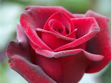 Description of the Grand Gala rose variety: red and pink hybrid tea ...