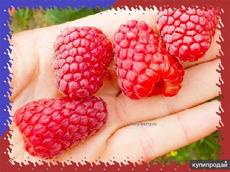Малина Пшехиба Описание Сорта Фото Отзывы — Mixyfotos.ru