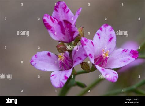 Boronia hi-res stock photography and images - Alamy