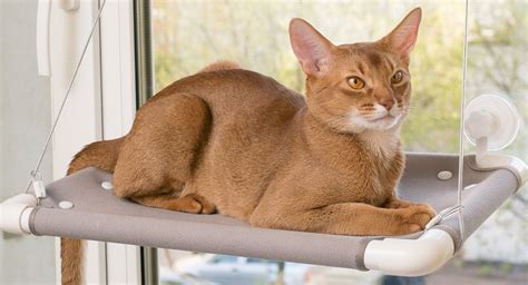 Оконный гамак для кошек GLACAT