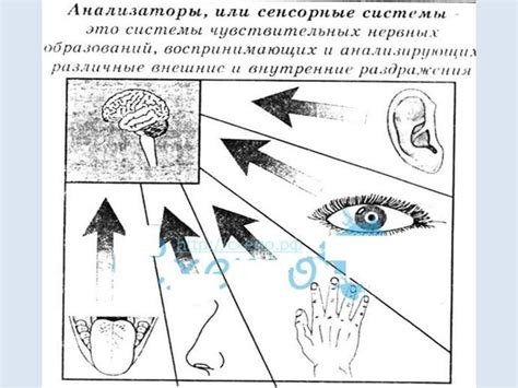Анализаторы. Зрительный анализатор - презентация онлайн