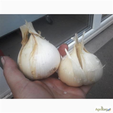 Продам чеснок турецкий, гермидор, мессидор, мессидром, парадор, рубин ...