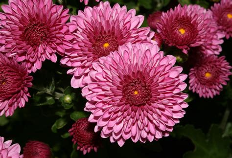 File:Chrysanthemum (0883)-Relic38.jpg - Wikimedia Commons