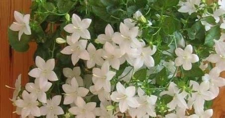 Домашнее цветоводство. Цветы Жених и Невеста