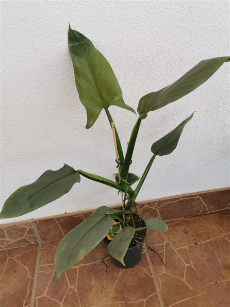 Philodendron 'Silver Queen'