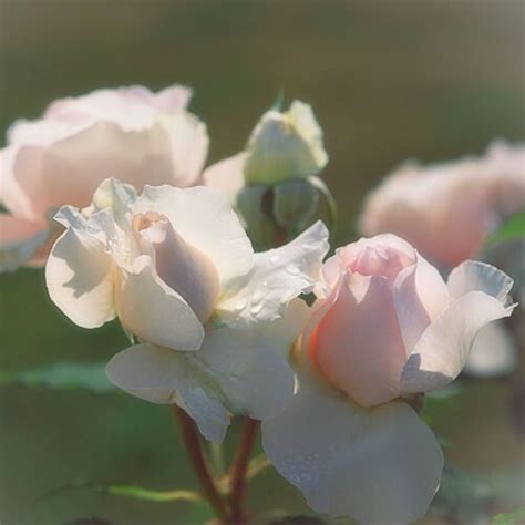 Rosalind | Roses' Name