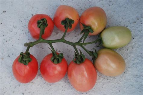 Томат Эй вон Пхукет: ОТЗЫВЫ, фото, урожайность | tomatland.ru