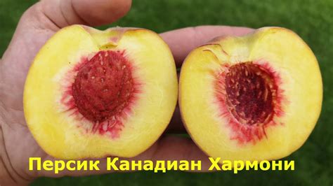 Персик Канадиан Хармони - YouTube