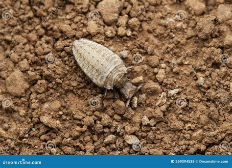 Antlion Grub, Myrmeleon Formicarius, Satara, Maharashtra Stock Photo ...