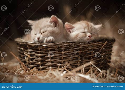 Котята в корзине стоковое фото. изображение насчитывающей киска - 43697450
